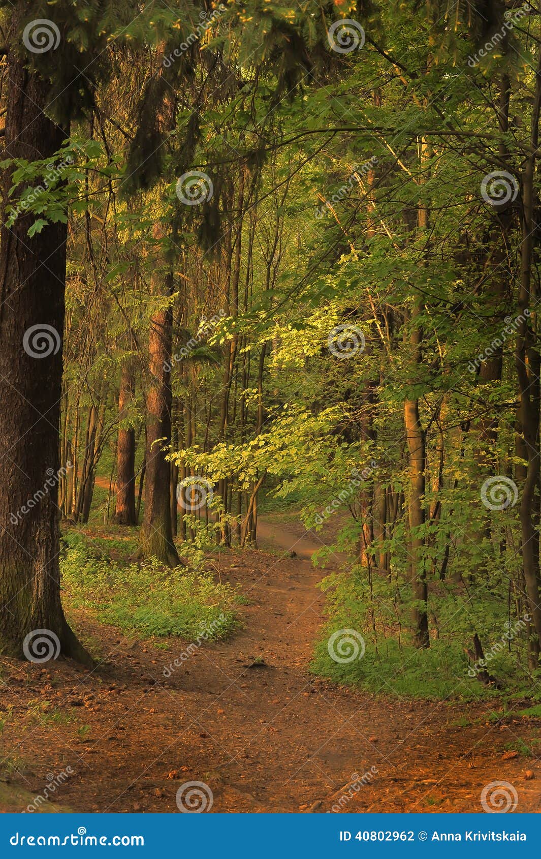 Pathway in spring forest stock photo. Image of park, flora - 40802962