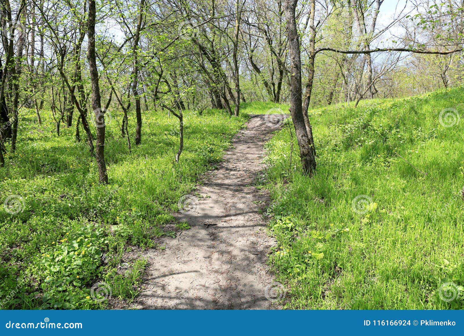 Pathway in green forest stock photo. Image of road, plant - 116166924
