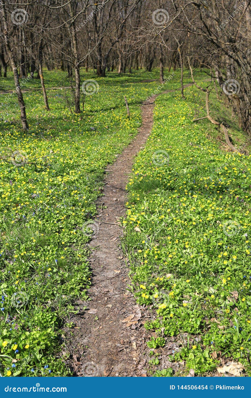 Pathway on spring meadow stock photo. Image of deciduous - 144506454