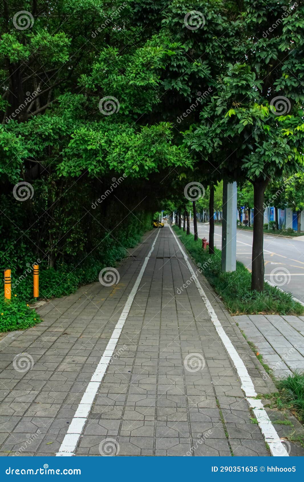 The Pathway on the Street with Trees. Stock Image - Image of city, path ...