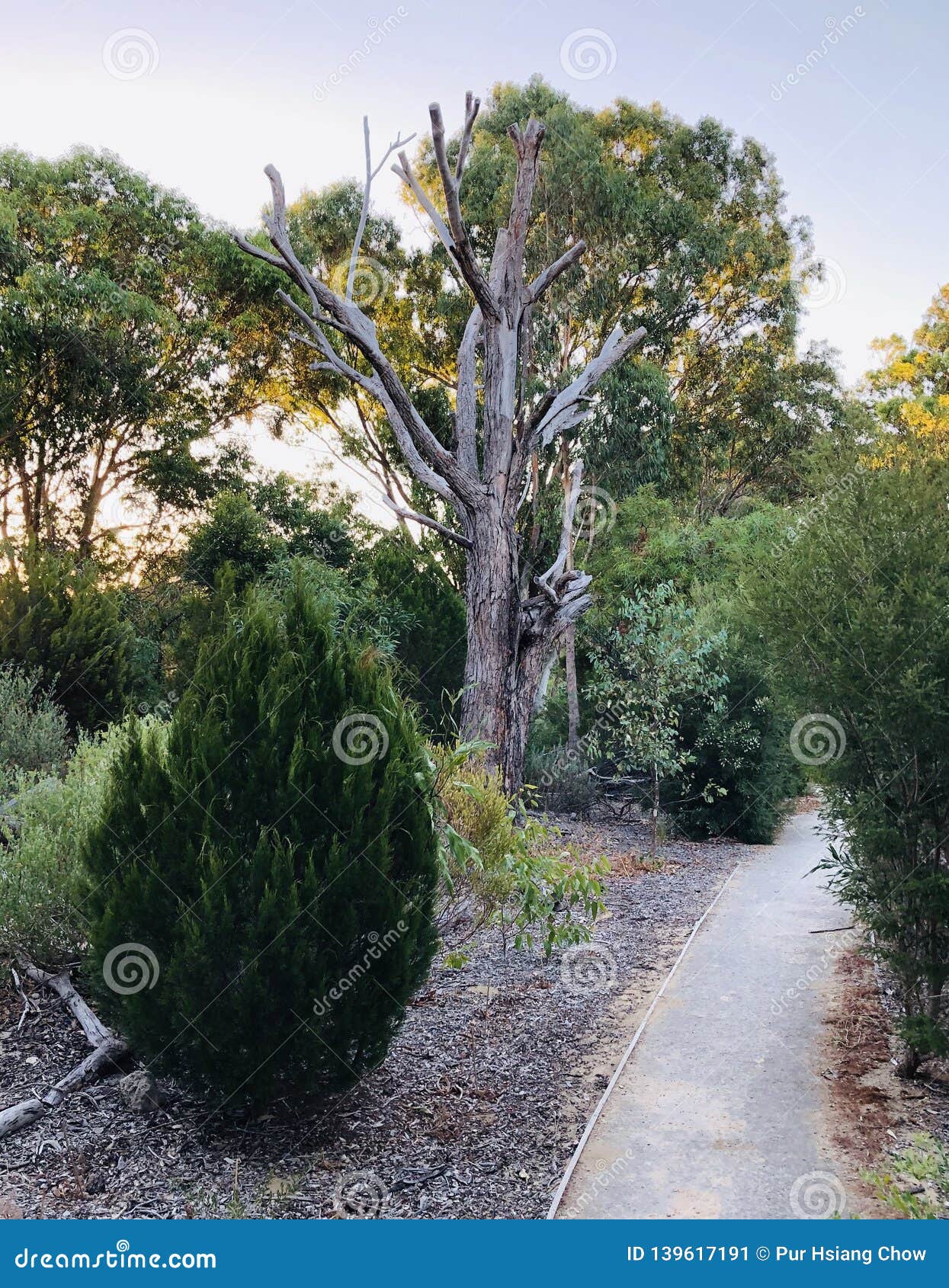 A Pathway with Striking Tree Stock Image - Image of scenic, pathway ...