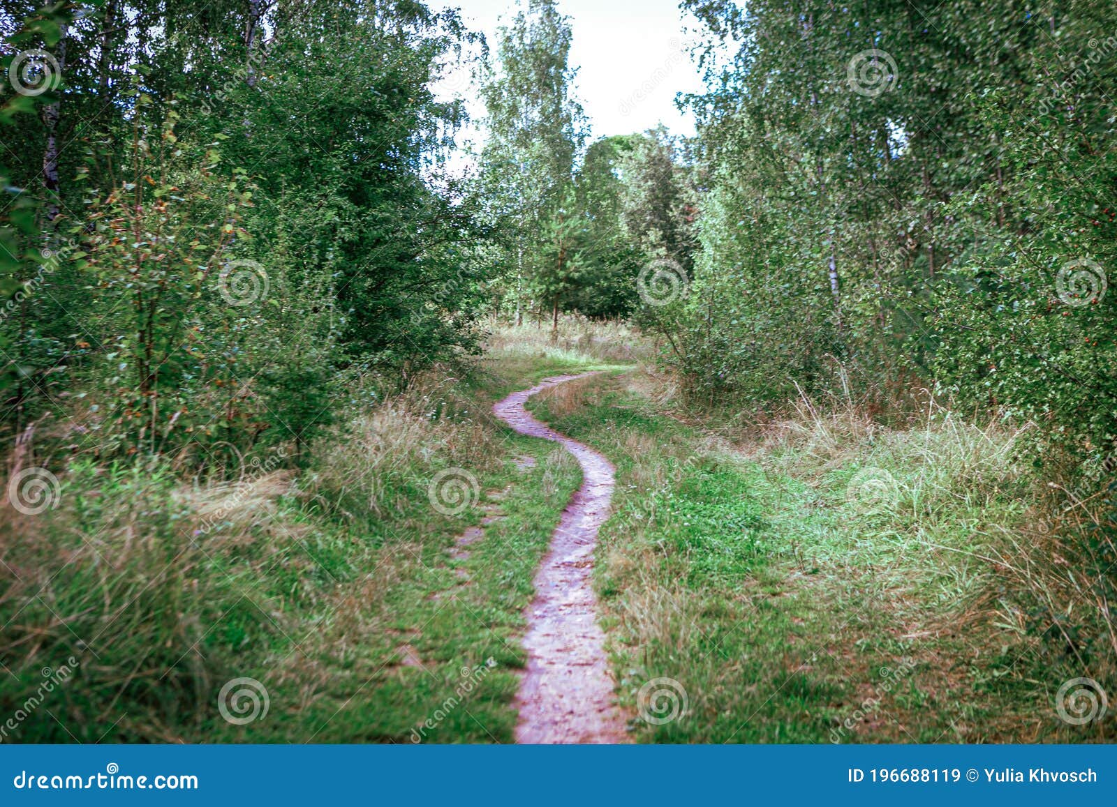 Pathway through the Summer Forest Stock Image - Image of autumn, tree ...