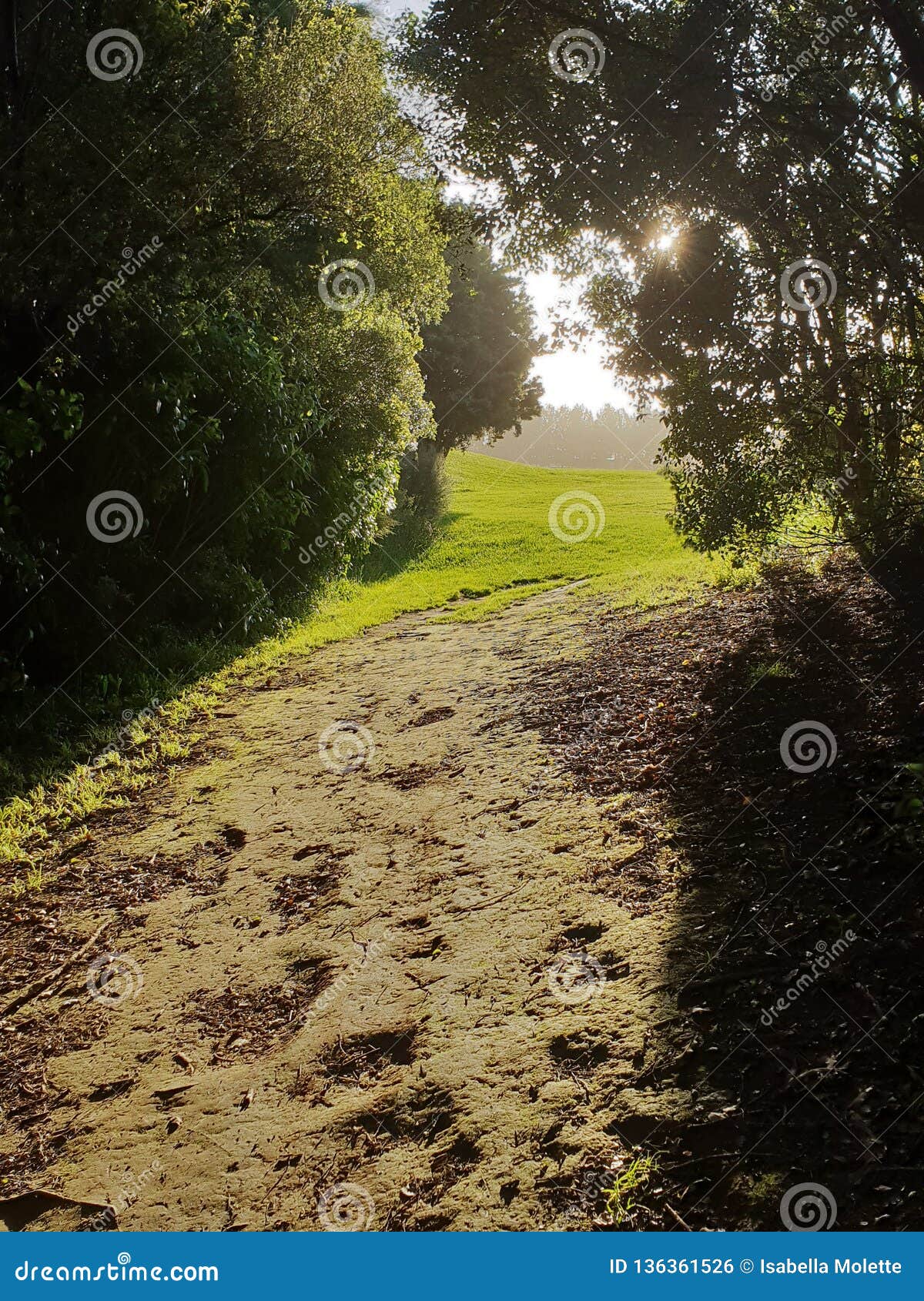Pathway stock photo. Image of green, pathway, dirt, sunlight - 136361526