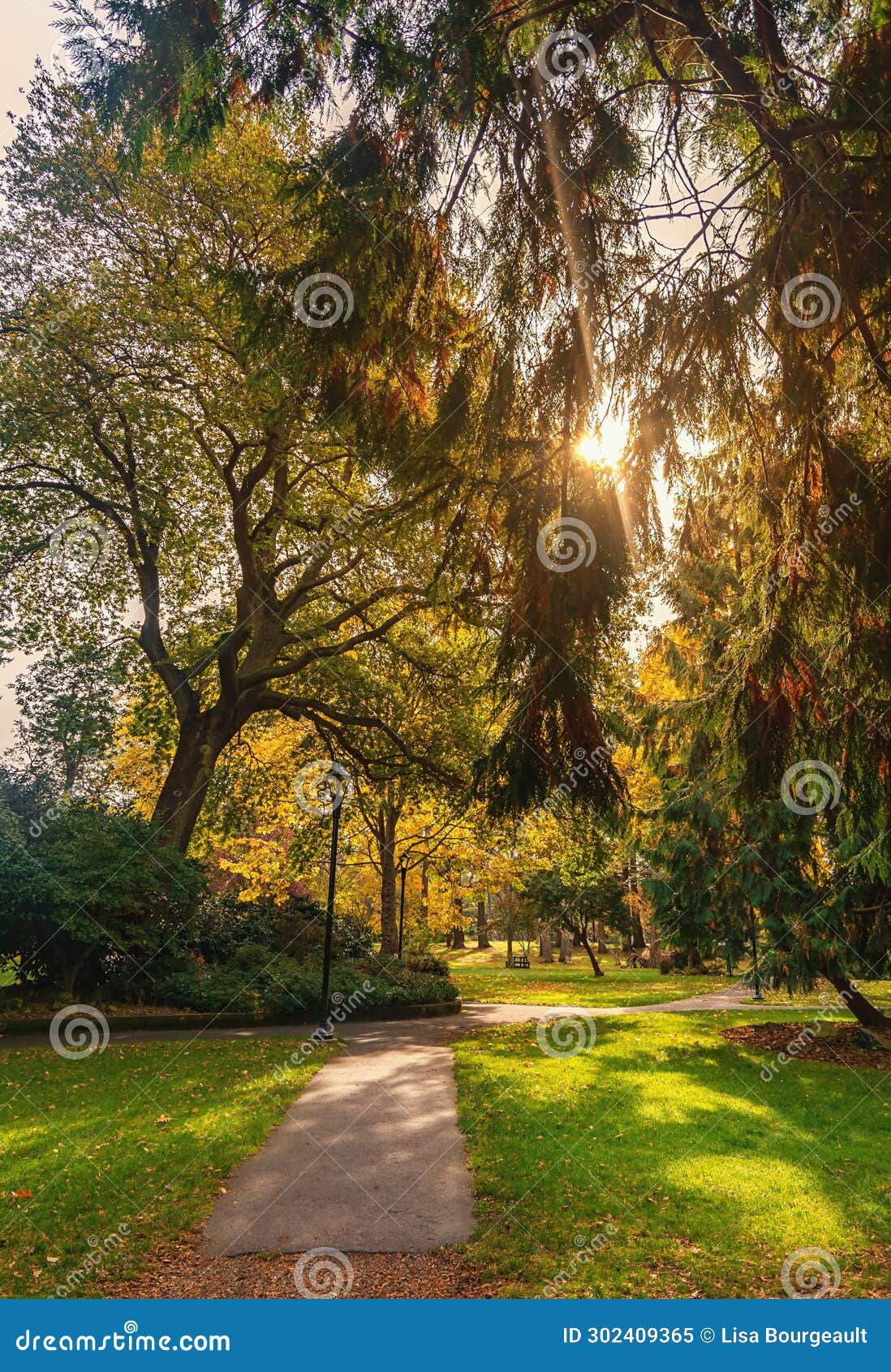 Pathway through a Sunlit Park Stock Image - Image of autumn, woodland ...