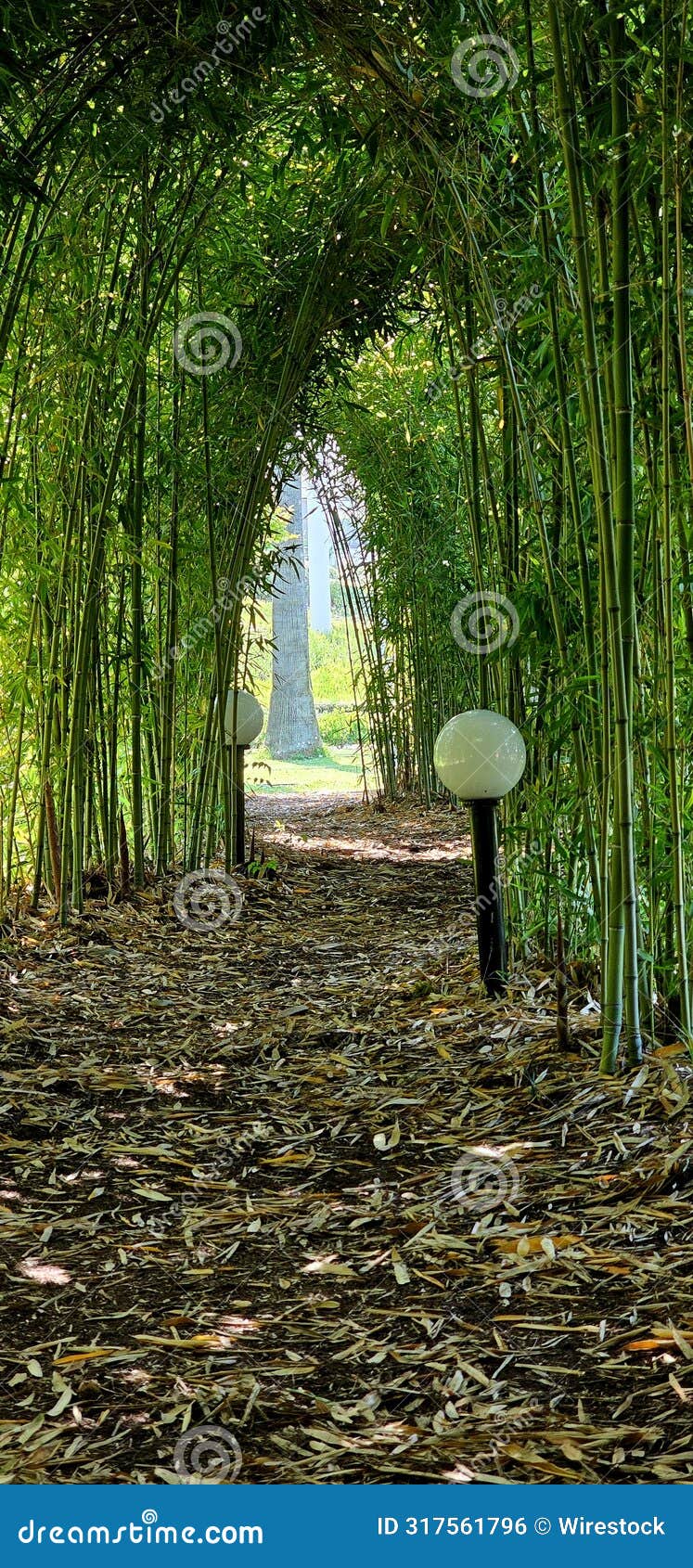 Pathway Surrounded by Dense Bamboo and Towering Stalks Stock Photo ...
