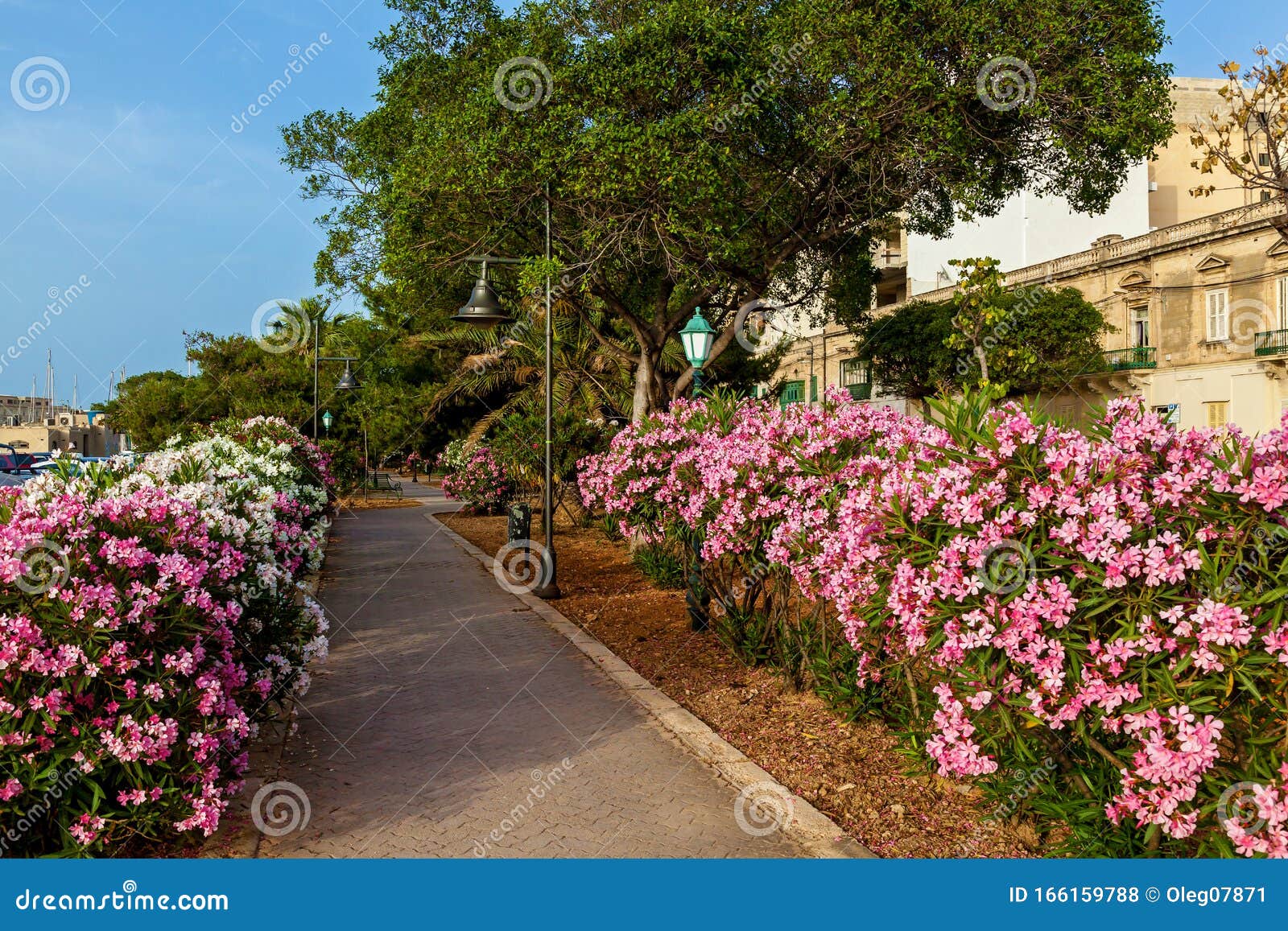 The Pathway is Surrounded by Flowers on the Sides Stock Photo - Image ...