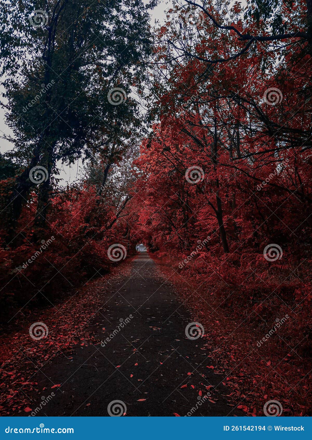 Pathway Surrounded with Red Trees and the Leaves Scattered on the Floor ...