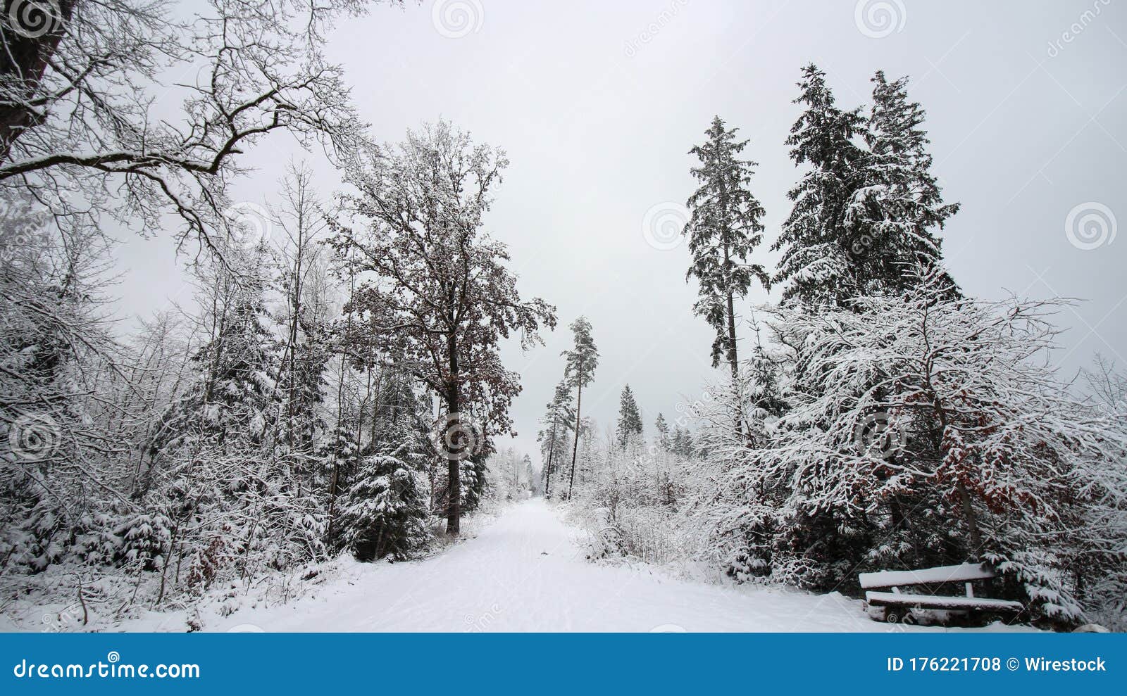Pathway Surrounded by Trees Covered in the Snow at Daytime in Winter ...