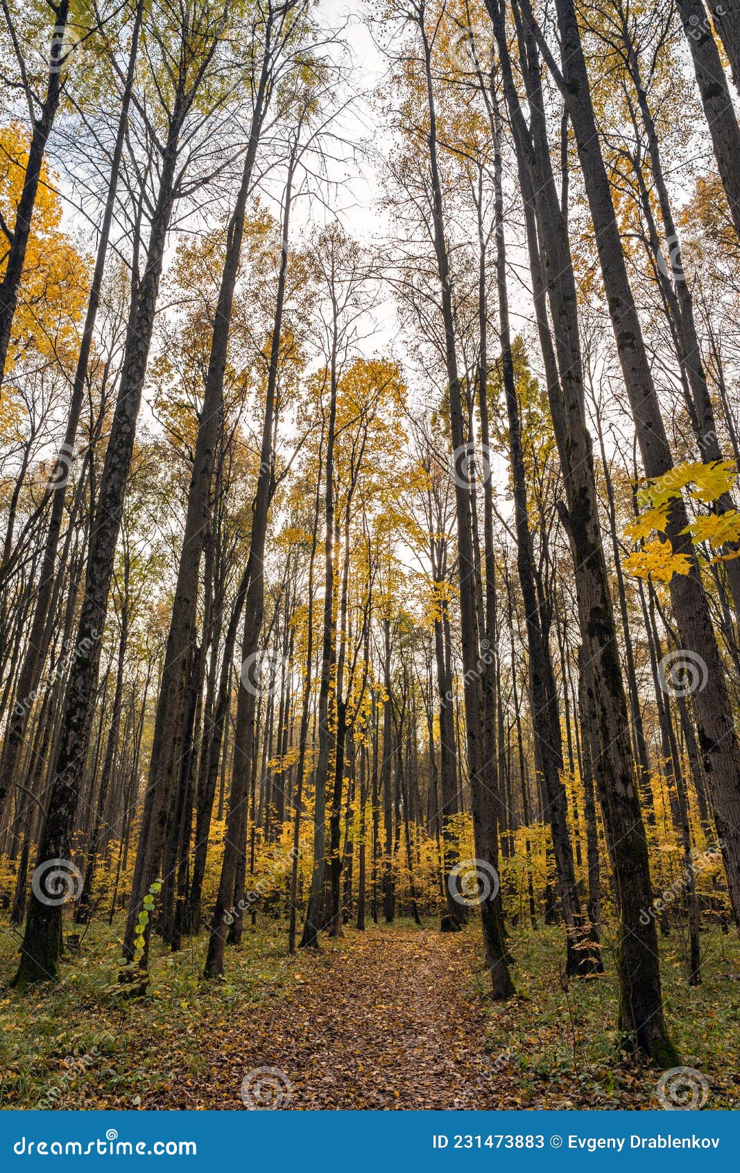 Pathway among Tall Tree Trunks in Autumnal Forest Stock Image - Image ...