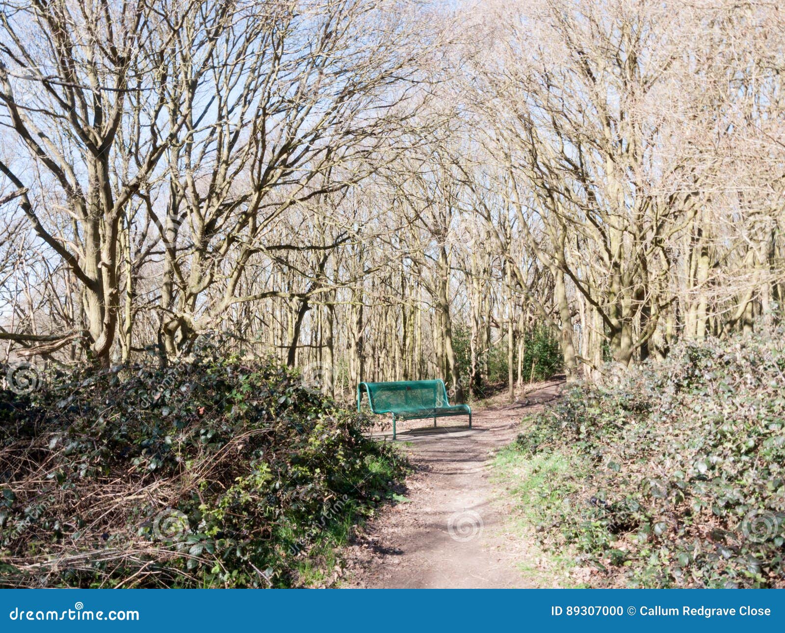 Pathway To a Bench in the Middle of a Forest Stock Photo - Image of ...