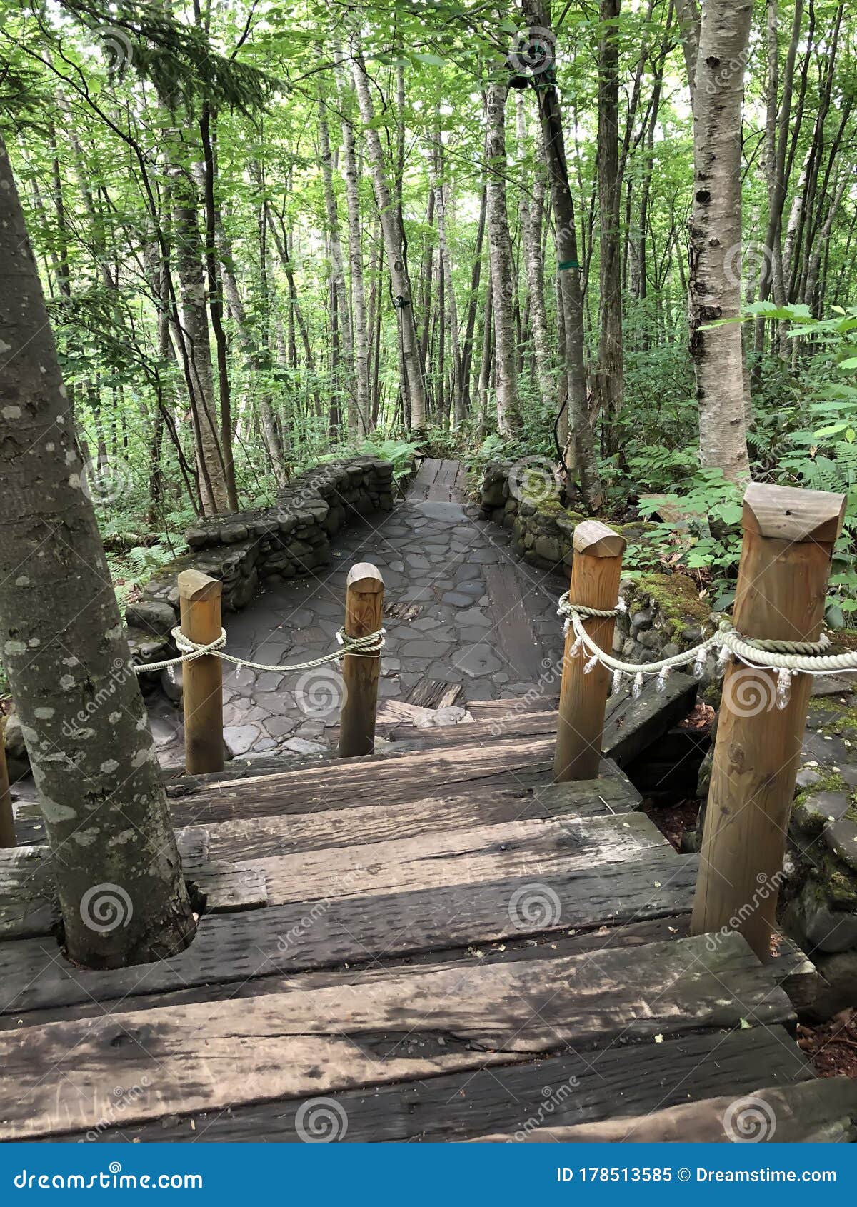 Pathway to the deep forest stock image. Image of nature - 178513585