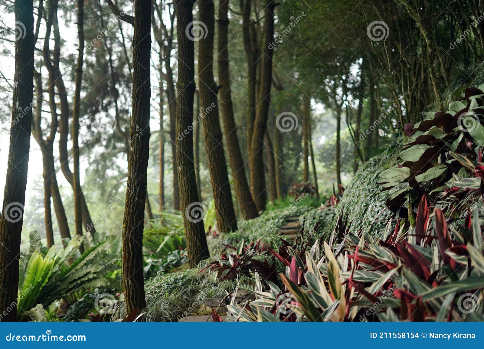 Pathway with Stairs and Tropical Plants Stock Photo - Image of colorful ...