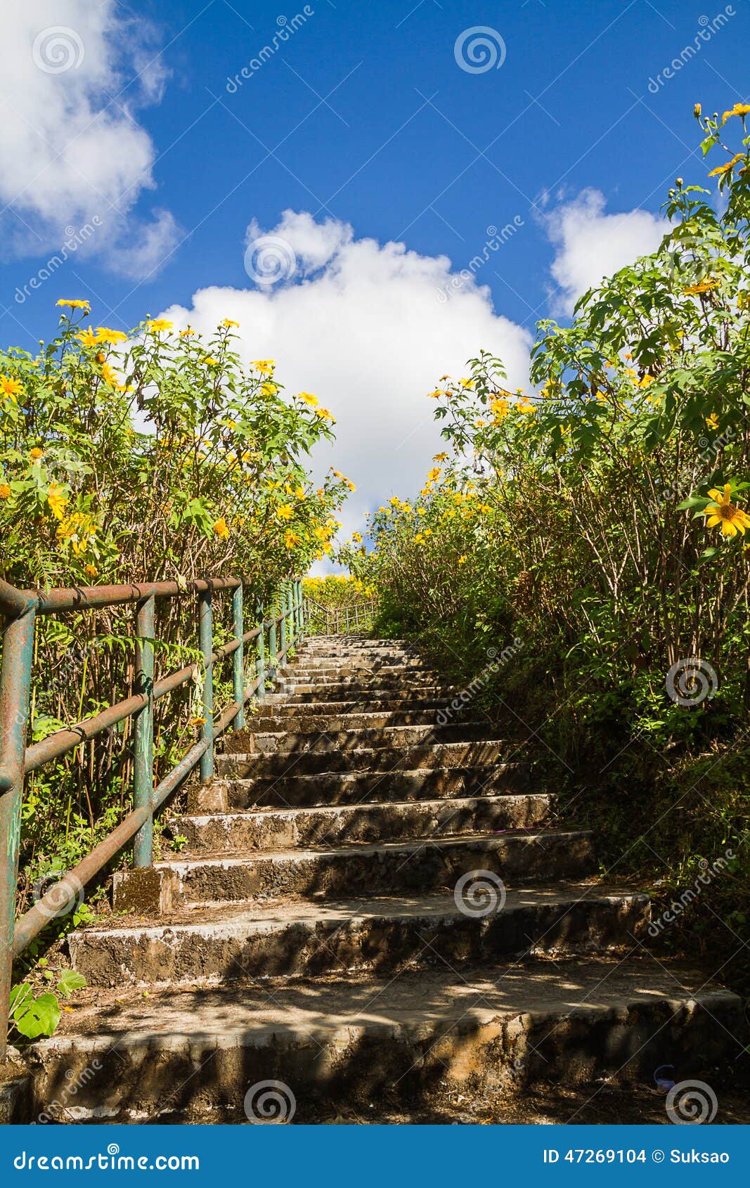 Pathway to hill stock photo. Image of nature, bloom, north - 47269104