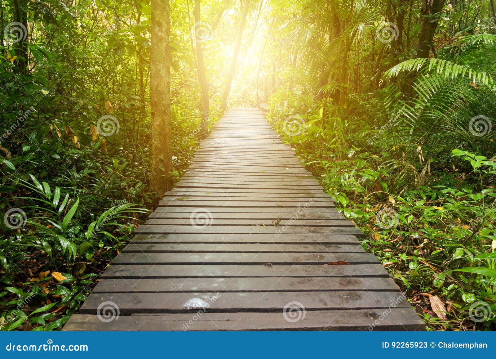 Pathway to jungle stock image. Image of trail, scene - 92265923