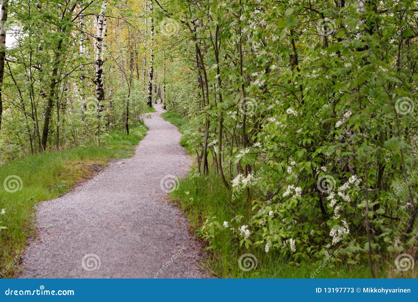 Pathway to Spring stock image. Image of lush, scene, green - 13197773