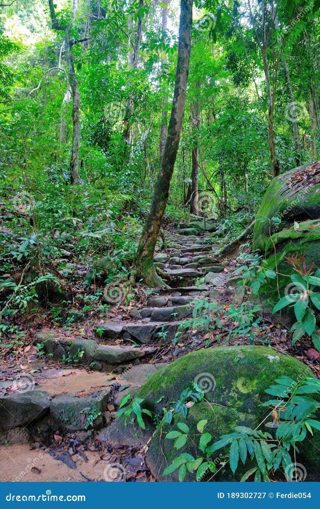 A Pathway with Steps To a Waterfall Stock Image - Image of stones, cool ...