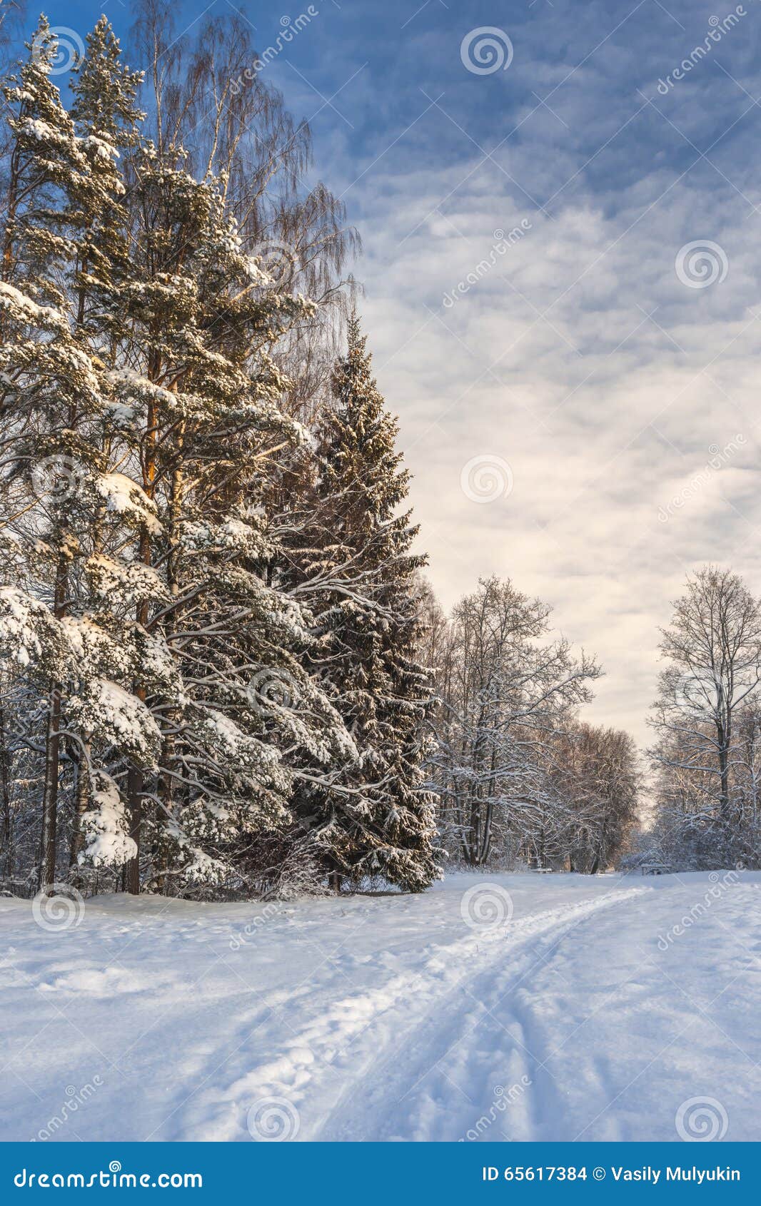 Pathway to winter forest stock photo. Image of snow, blue - 65617384