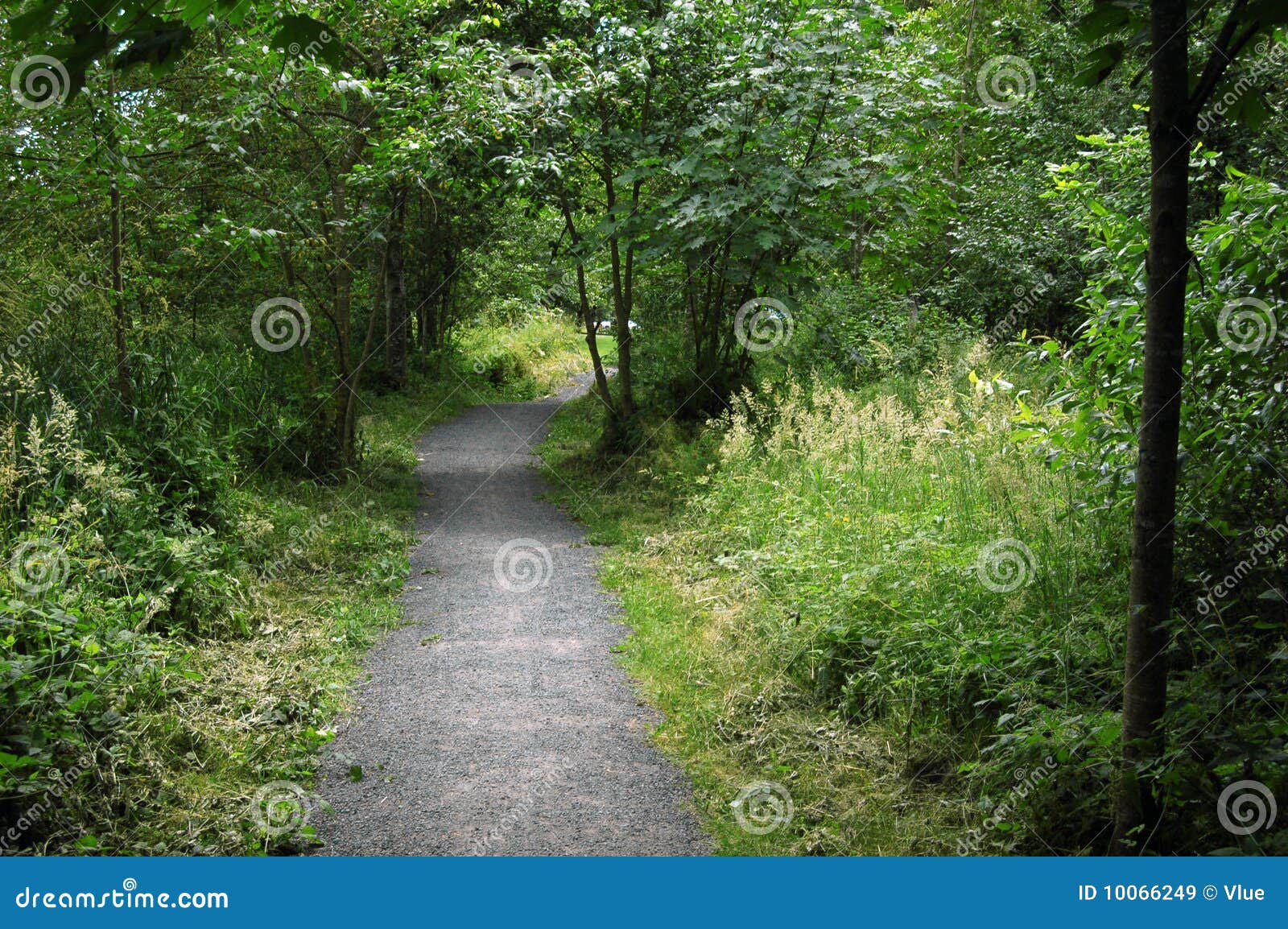 Pathway Trail with Green Nature on Sides Stock Image - Image of trail ...