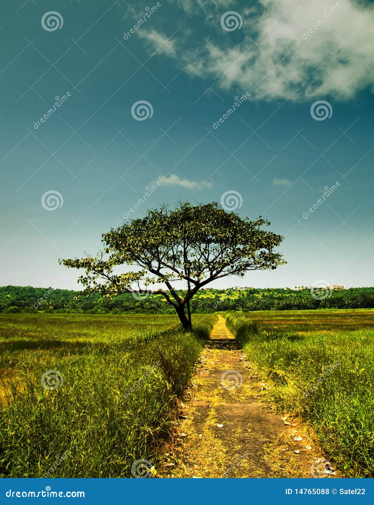 A pathway and tree stock photo. Image of outdoors, pathway - 14765088