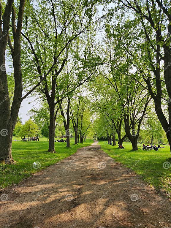 Pathway Tree Canopy stock photo. Image of plant, grove - 279405752