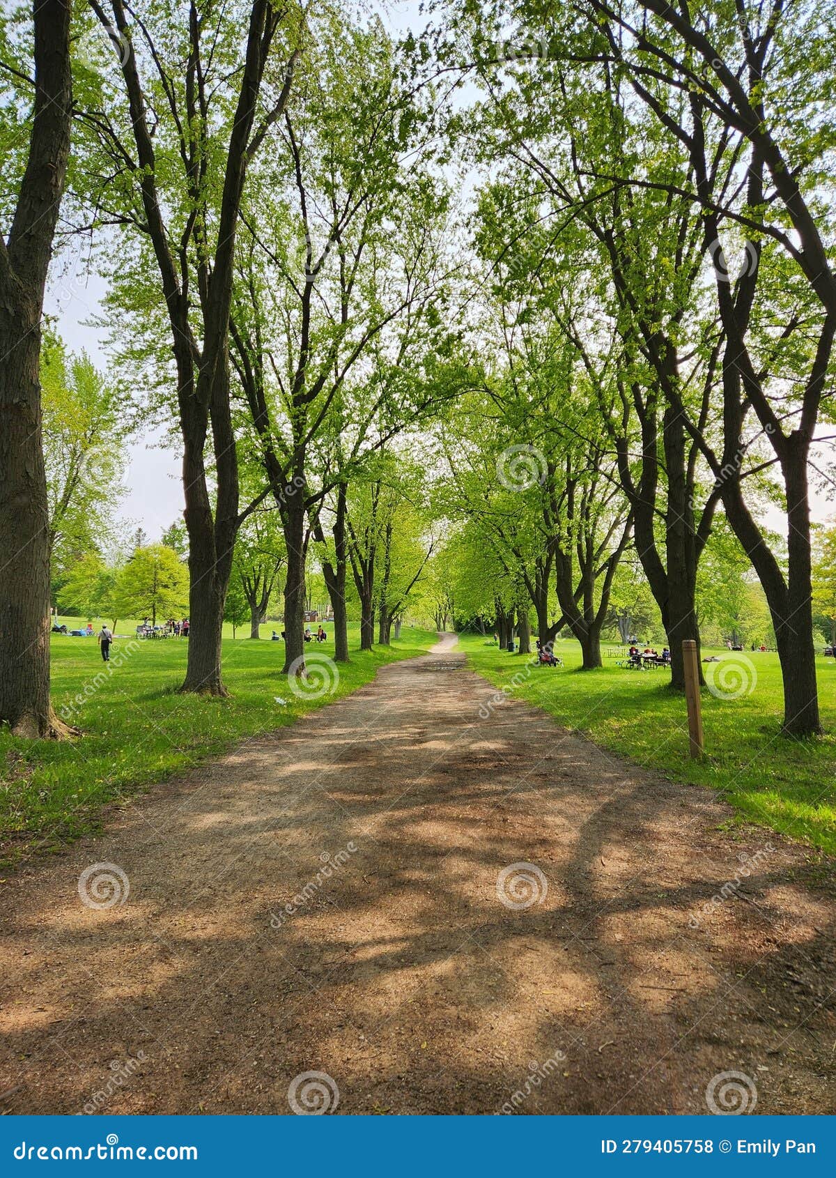 Pathway Tree Canopy stock photo. Image of pathway, canapy - 279405758