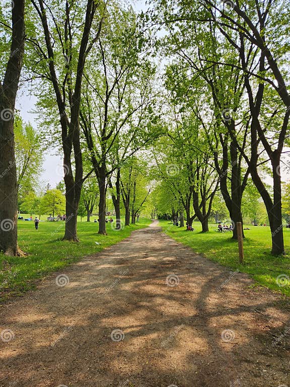 Pathway Tree Canopy stock photo. Image of pathway, canapy - 279405758
