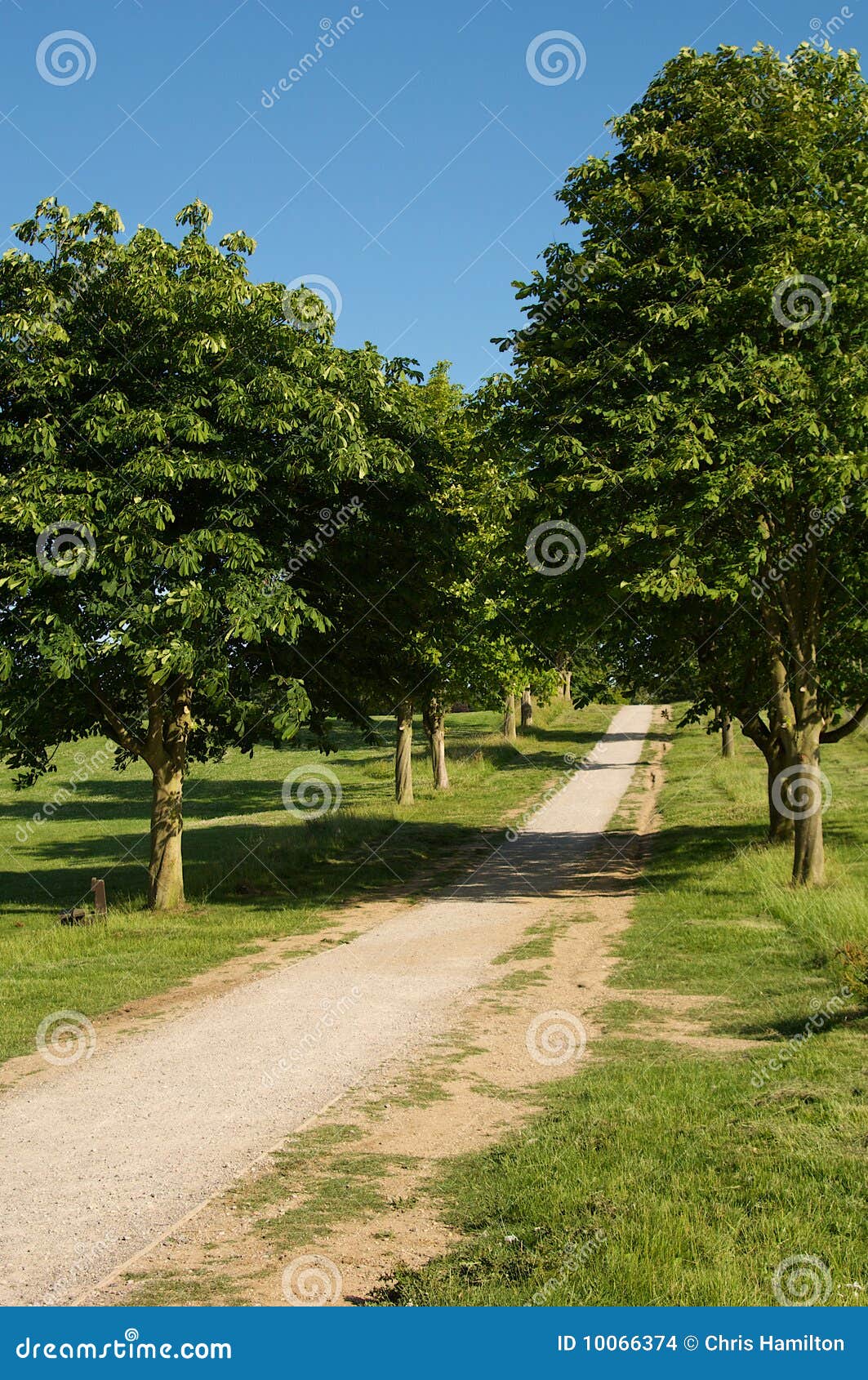 Pathway through the trees stock photo. Image of path - 10066374