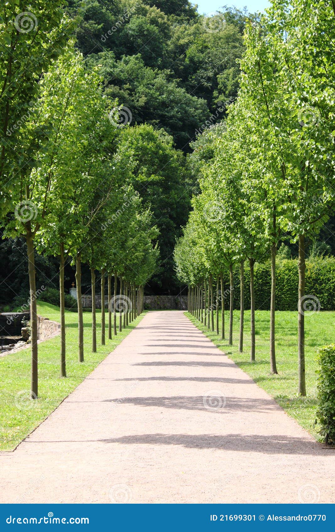 Pathway between the trees stock image. Image of timber - 21699301