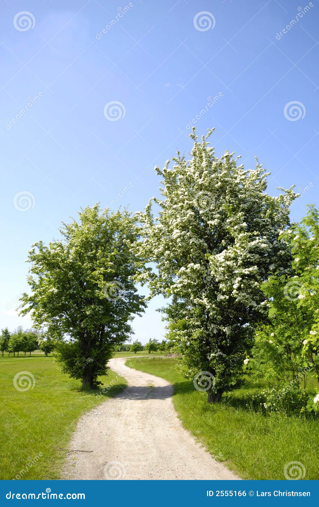 A Pathway With Trees And Bushes And Flowers On Each Side Stock Image ...