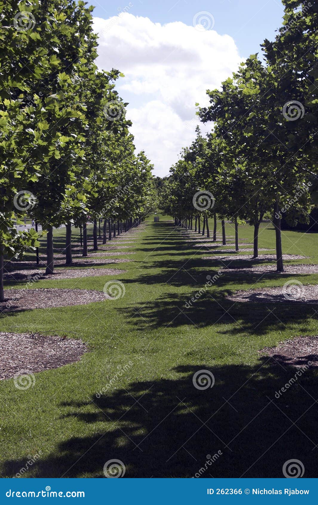 Pathway between the Trees stock photo. Image of path, park - 262366