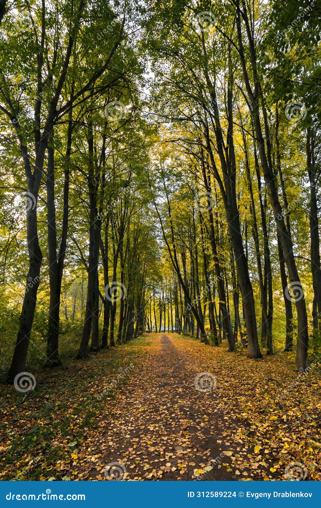 Pathway among Trees in Autumn Park Stock Photo - Image of october ...