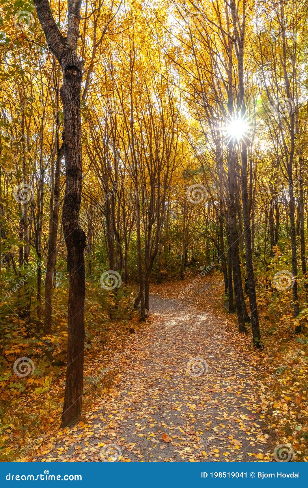 Autumn forest path stock image. Image of branch, golden - 198519041