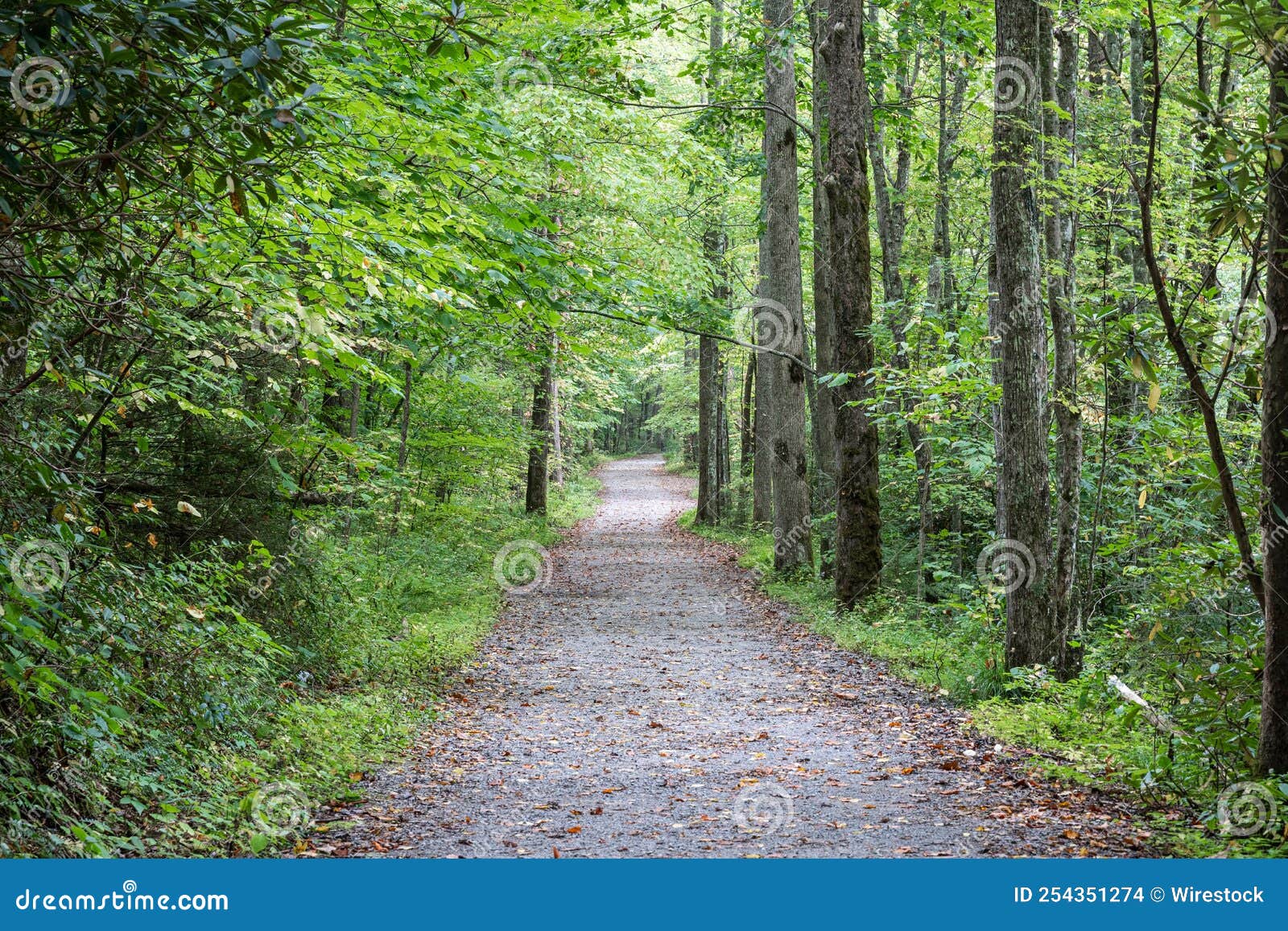 Pathway between Trees in a Beautiful Forest Stock Photo - Image of ...