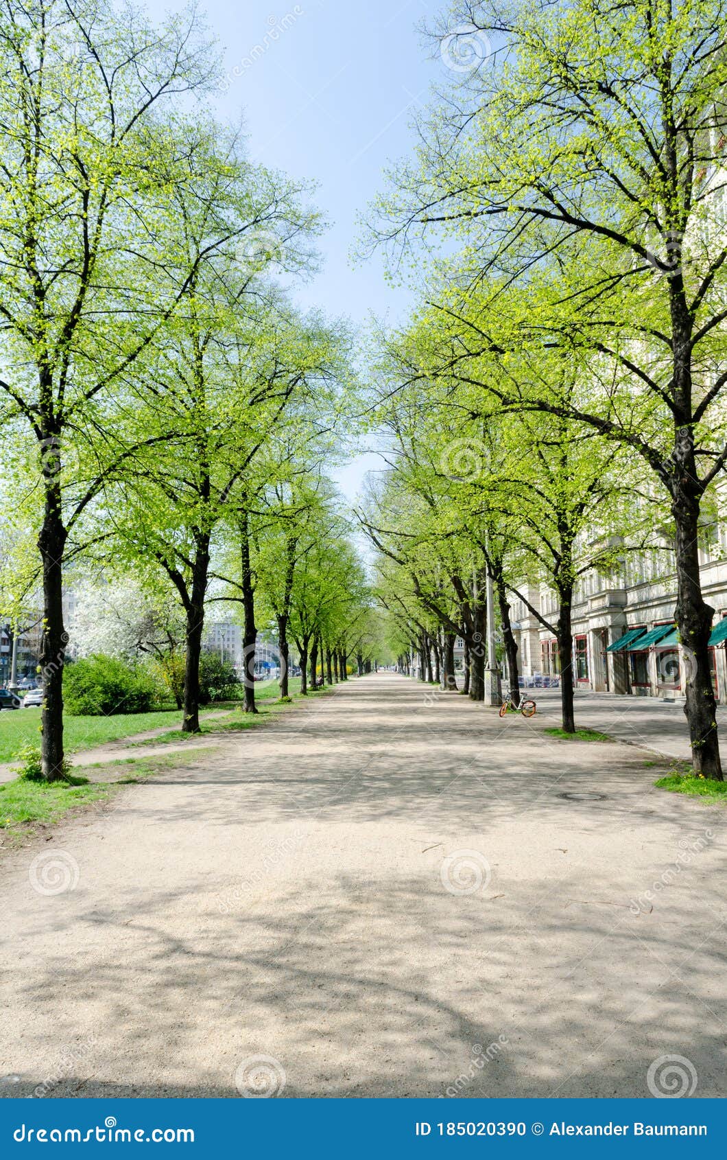 Pathway with trees stock photo. Image of building, walkway - 185020390