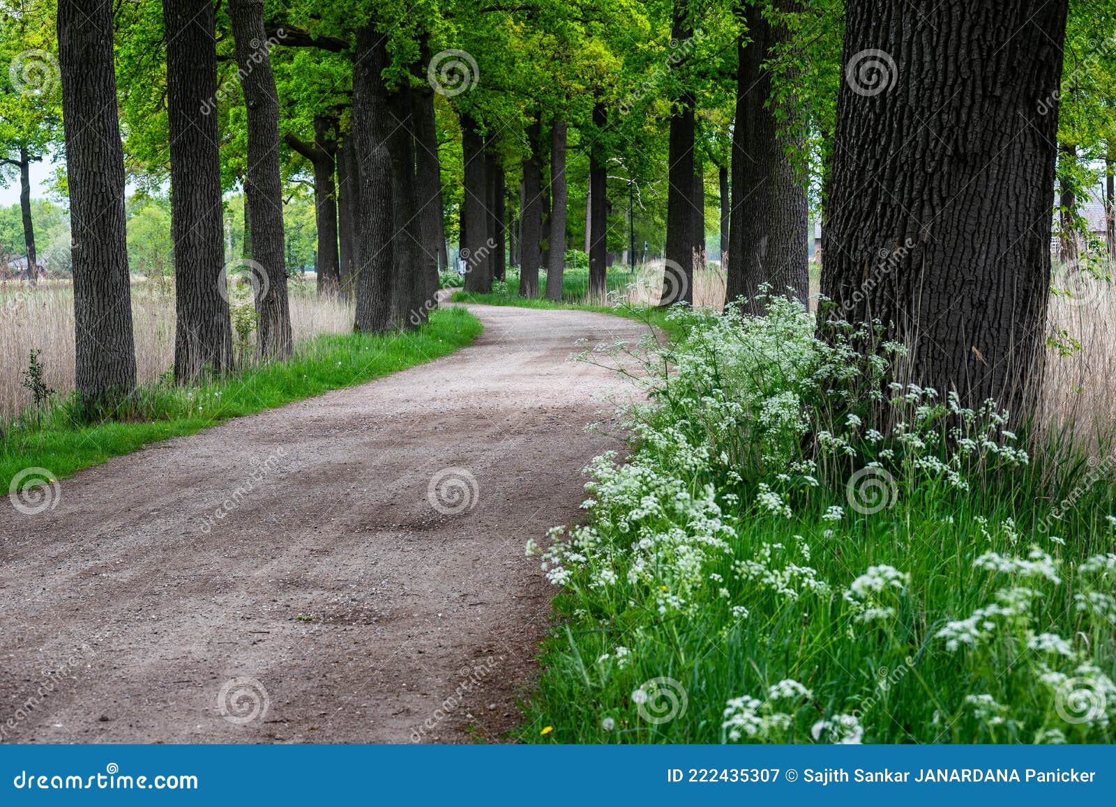 A Pathway with Trees and Bushes and Flowers on Each Side Stock Image ...
