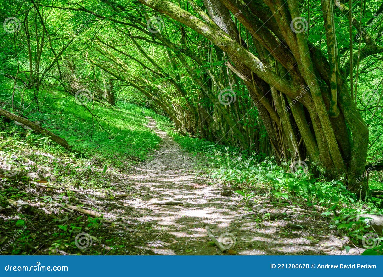 Trees in a Forest in the Cotswolds in England Stock Photo - Image of ...