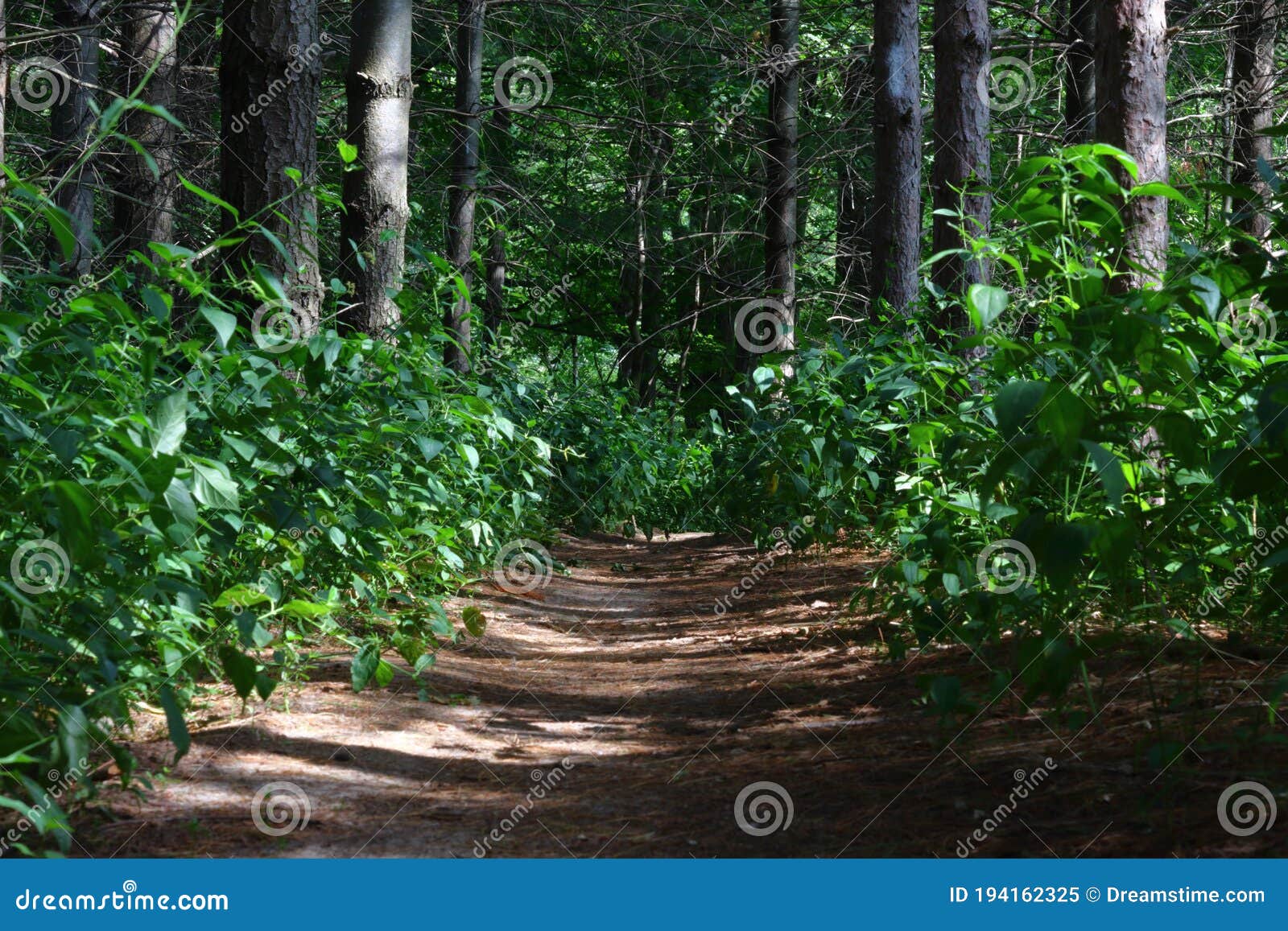 Pathway Trees and Forest Shades Stock Image - Image of summer, green ...