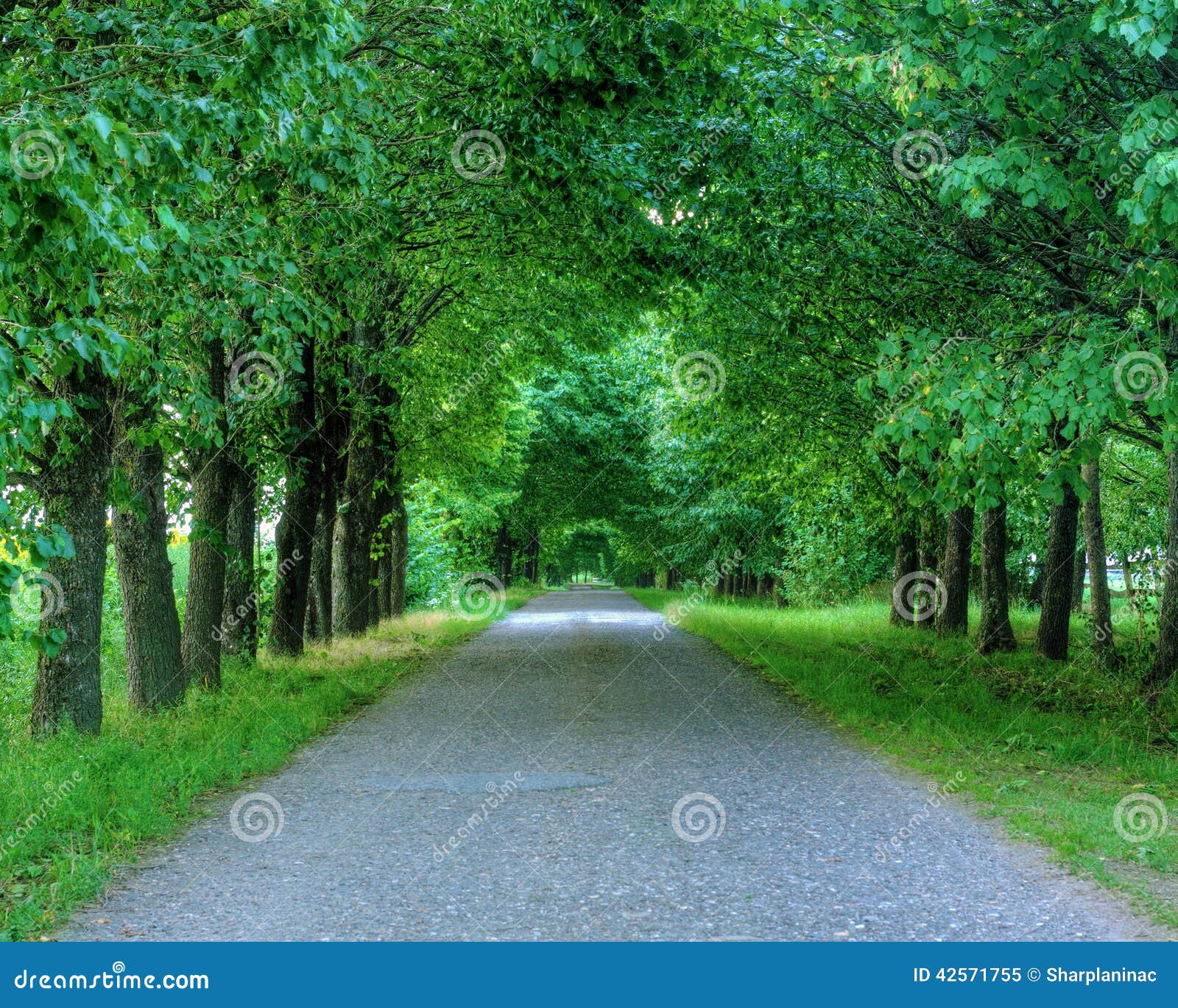 Pathway through the trees stock image. Image of landscape - 42571755