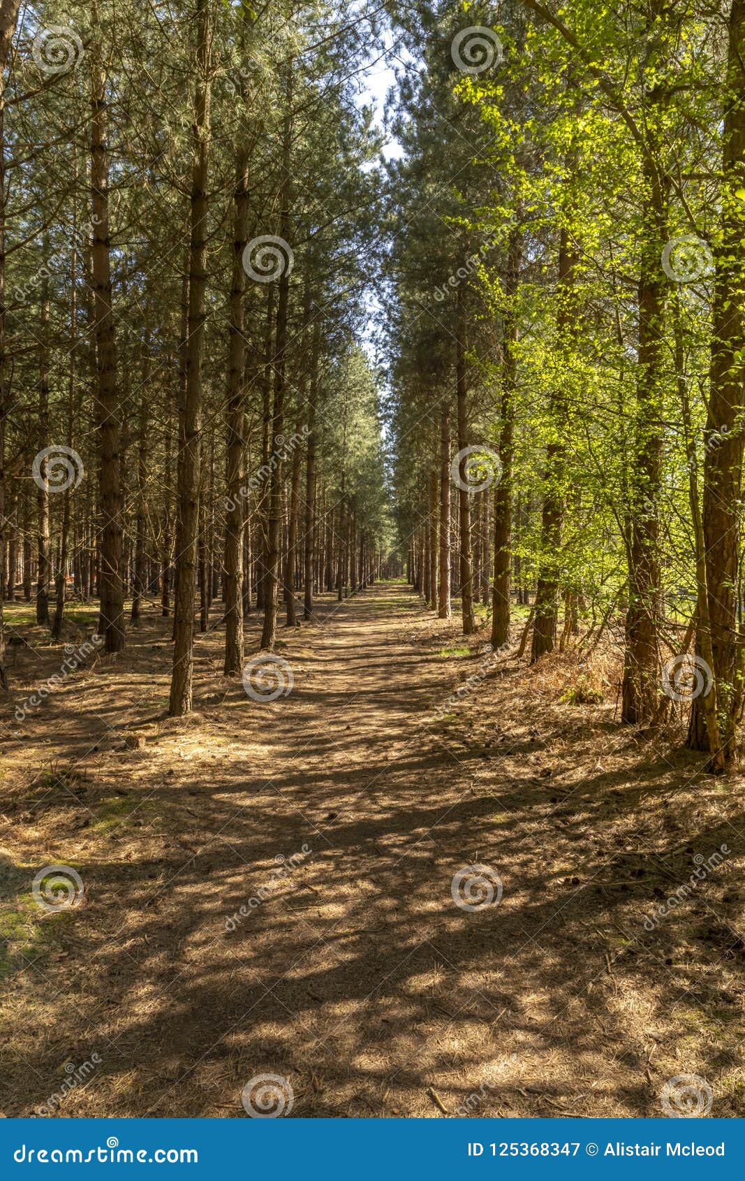 A Line of Trees Creating a Path Deep into the Forest Stock Image ...