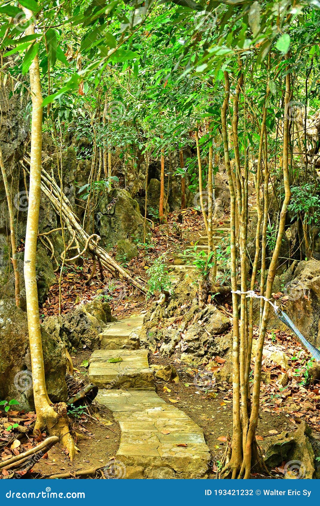 Pathway with Trees and Leaves at the Sides Stock Photo - Image of place ...