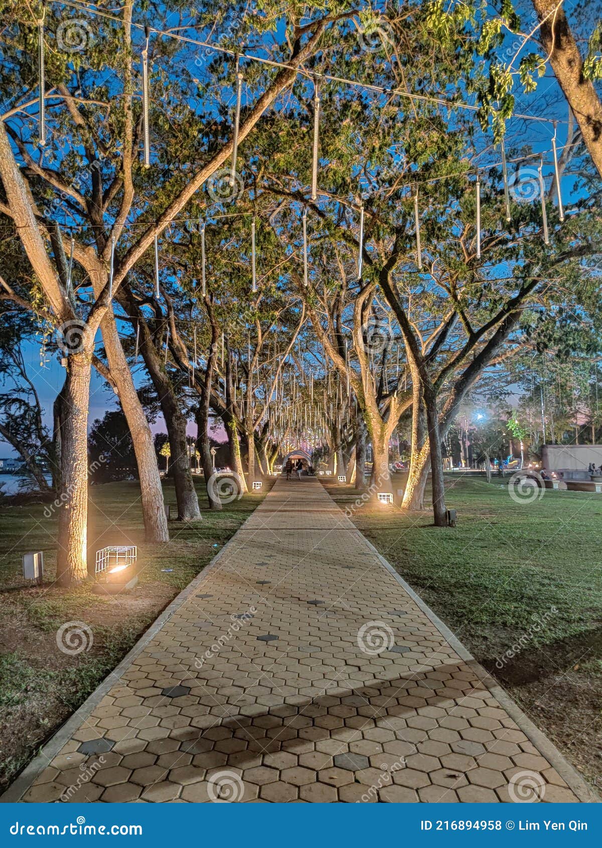 Pathway, trees and lights stock photo. Image of green - 216894958
