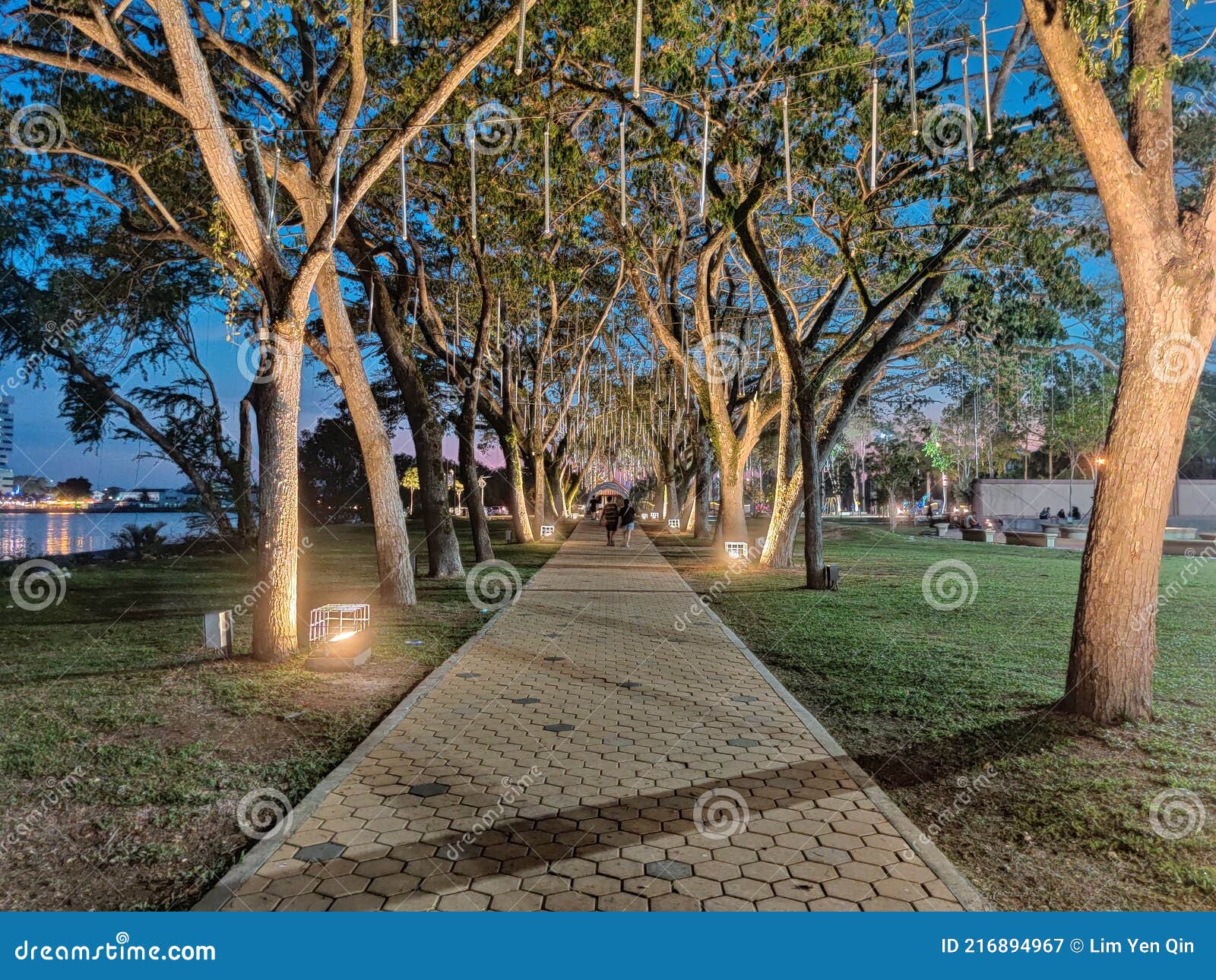 Pathway, trees and lights stock image. Image of plant - 216894967