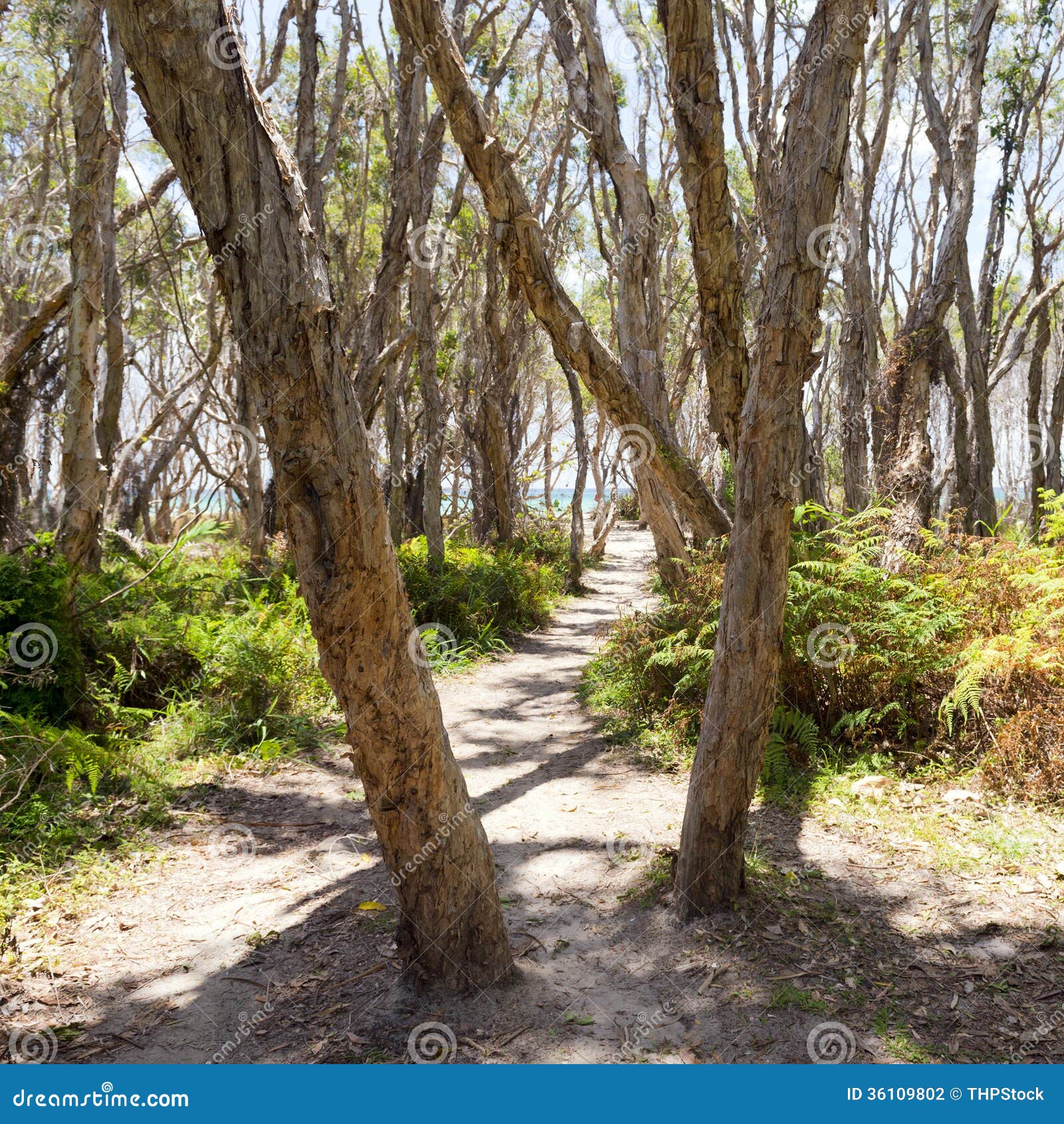 Pathway through Trees stock photo. Image of australian - 36109802