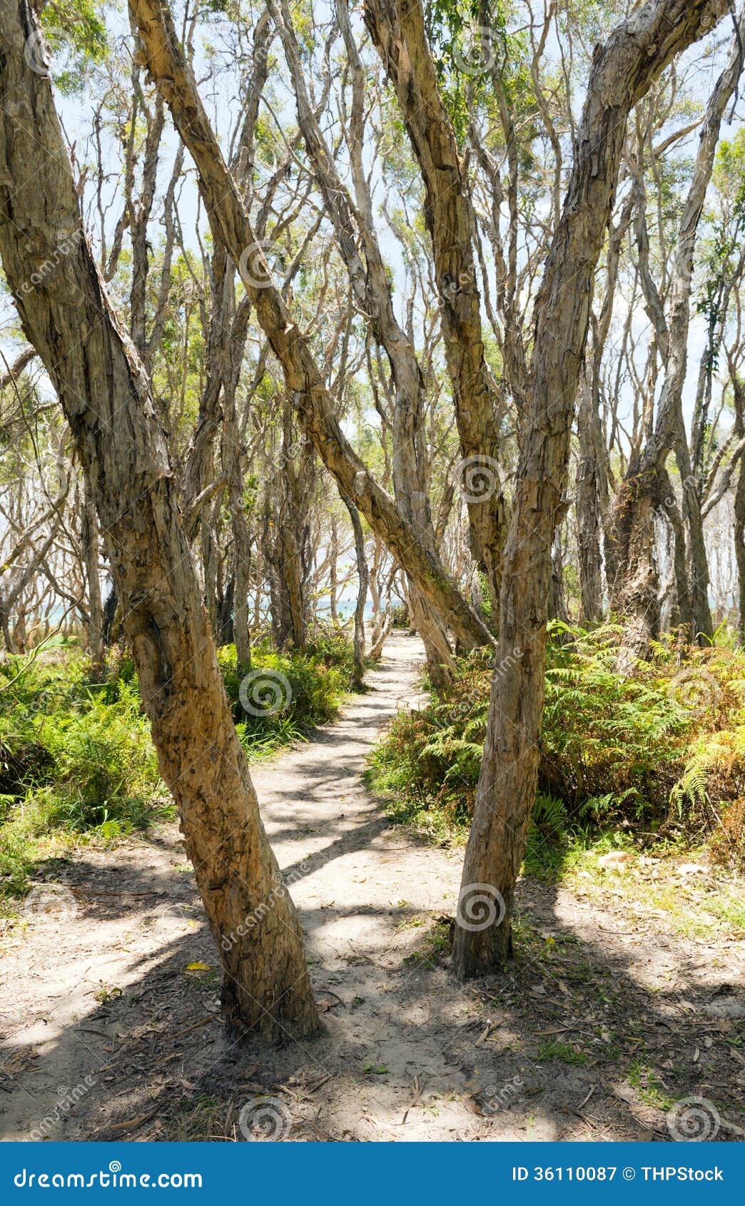 Pathway through Trees stock image. Image of beach, australia - 36110087