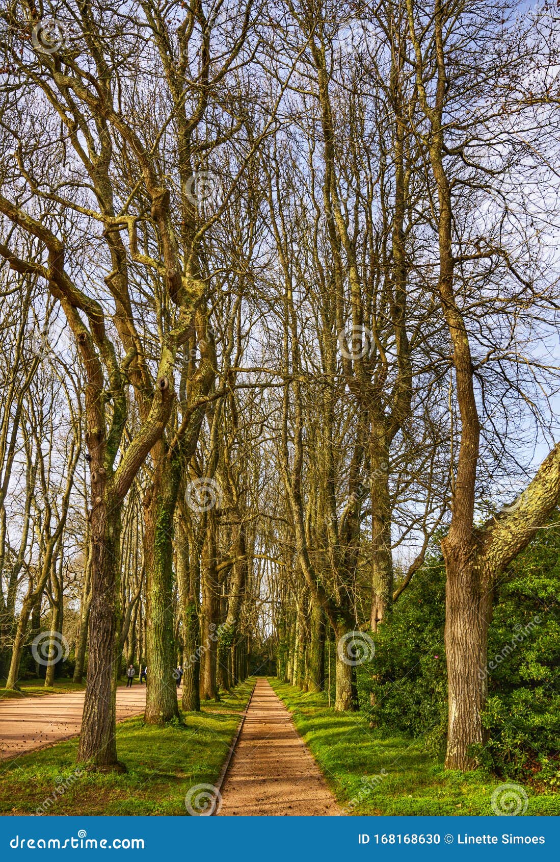 Pathway through trees stock photo. Image of trees, walkway - 168168630