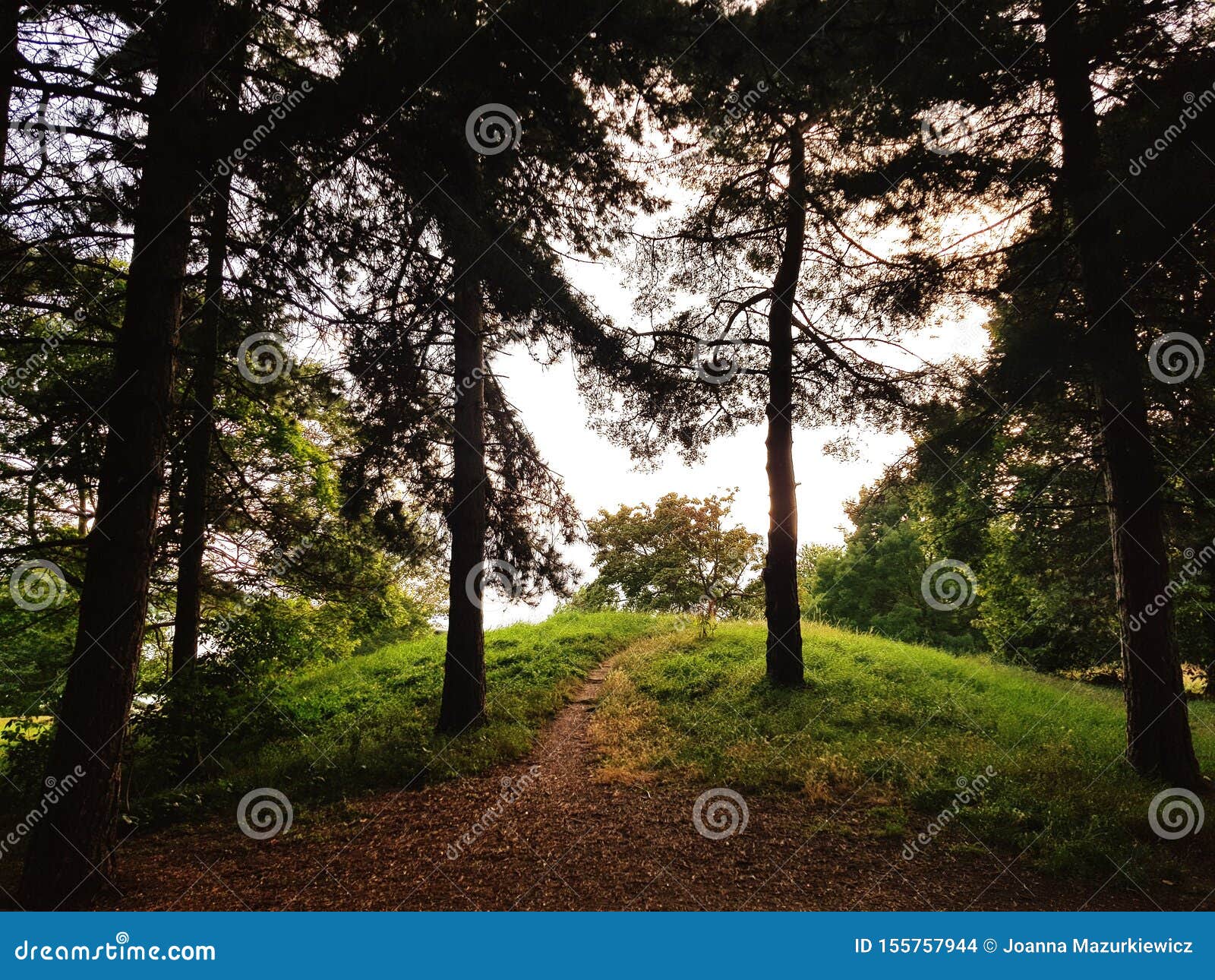 Pathway between trees stock photo. Image of trees, branch - 155757944