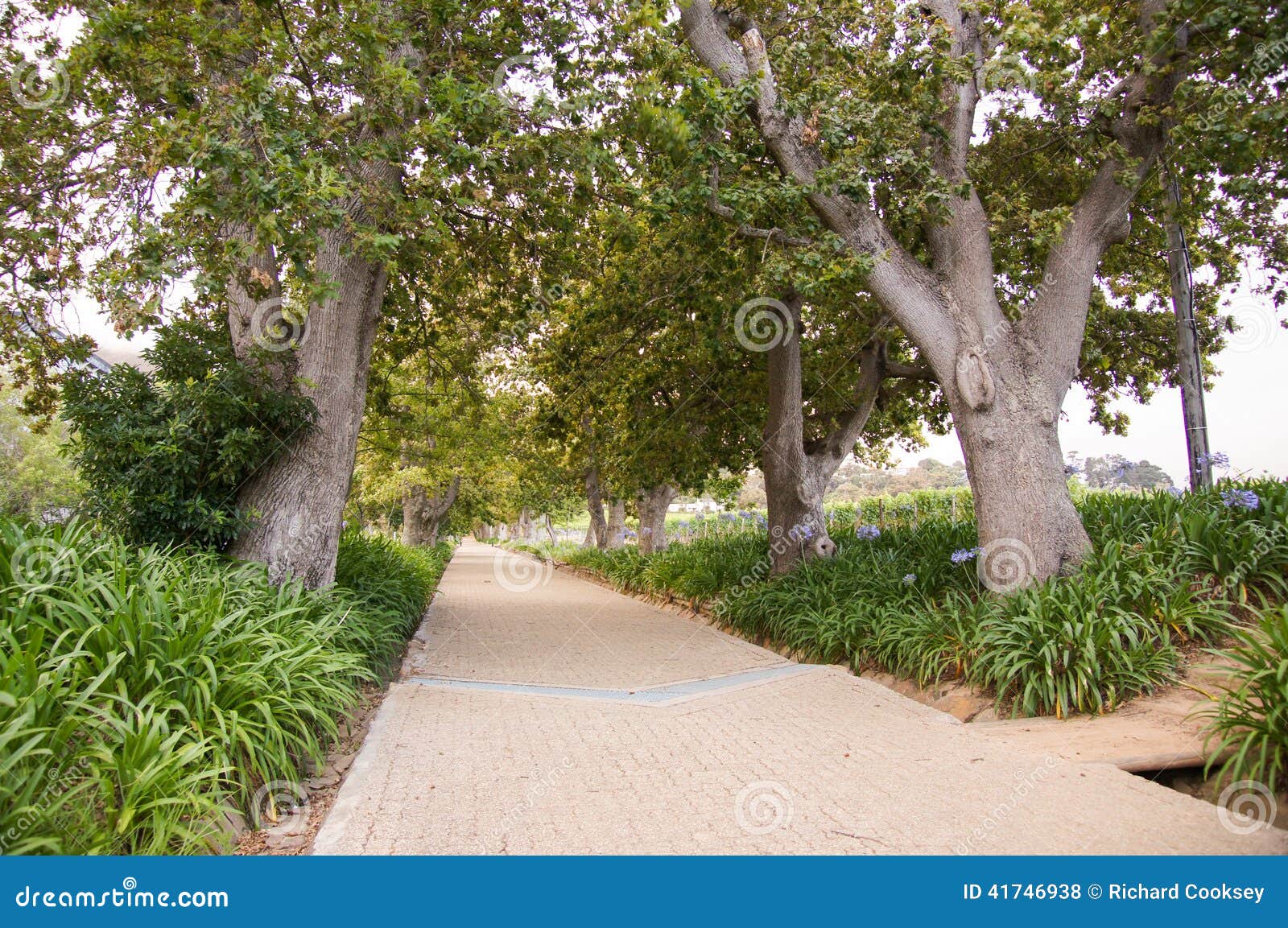 Pathway through Trees stock photo. Image of trees, paved - 41746938