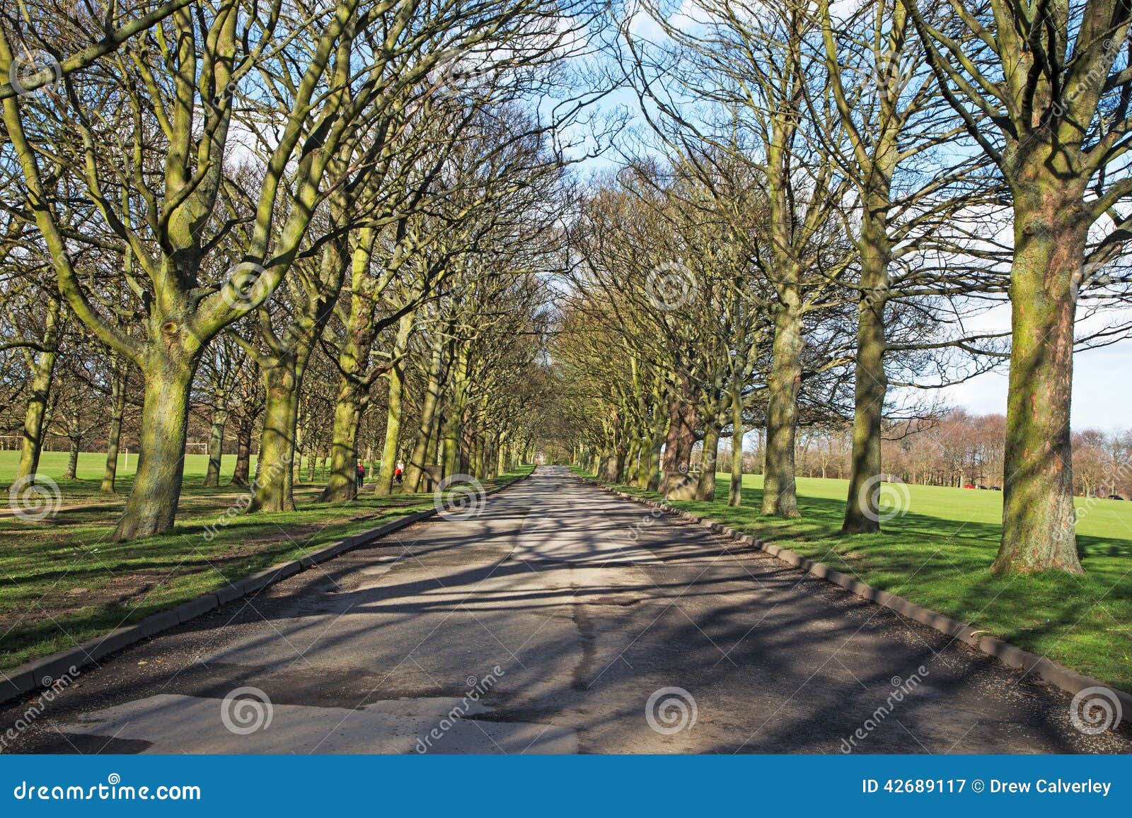 A Pathway through the Trees Stock Image - Image of pattern, foliage ...