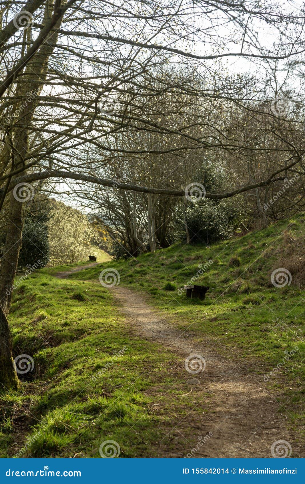 Pathway into the Trees. Scotland Stock Photo - Image of garden, daytime ...