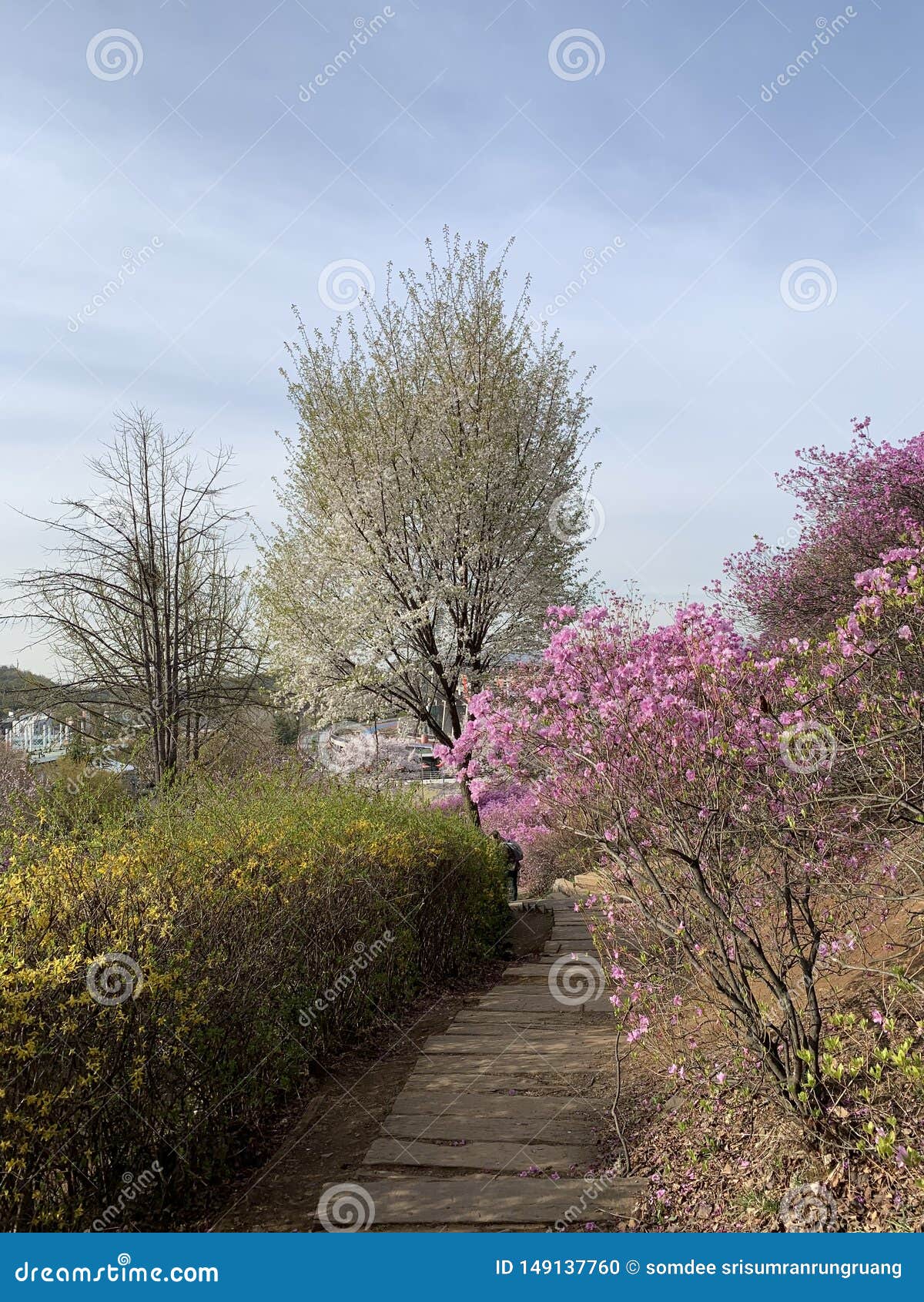Pathway with Trees Blue Sky Stock Photo - Image of beginning ...